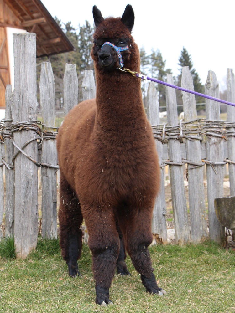 Kuno , Huacaya Alpaka | Alpakas - Zuchthengste | Lama & Alpaka Zucht ...