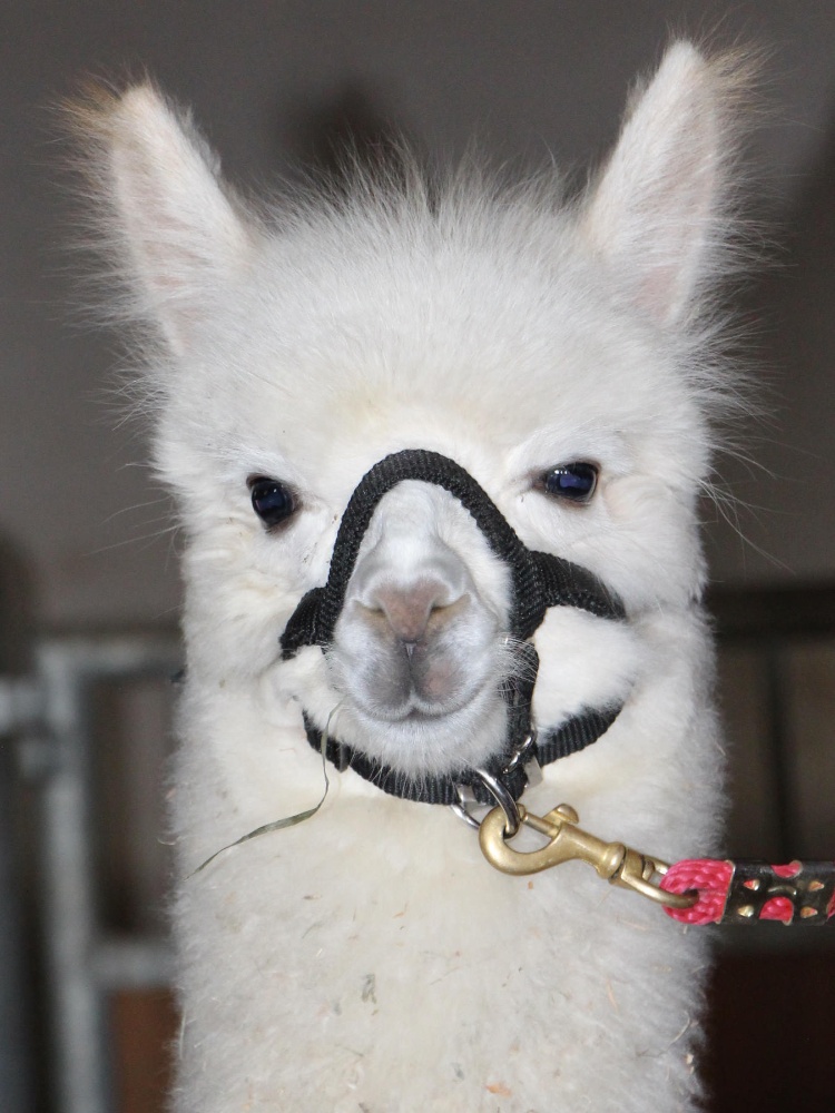 Pippa (722), Huacaya Alpaka | Lamas in Südtirol, Lamazucht am Ritten ...